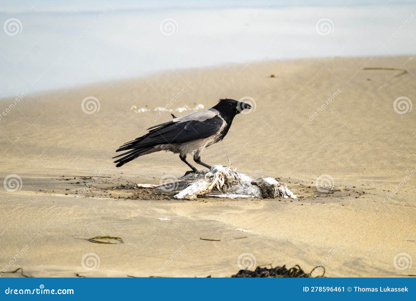 Crow Eating a Seagull on a Sandy Beach in Ireland Stock Image - Image ...
