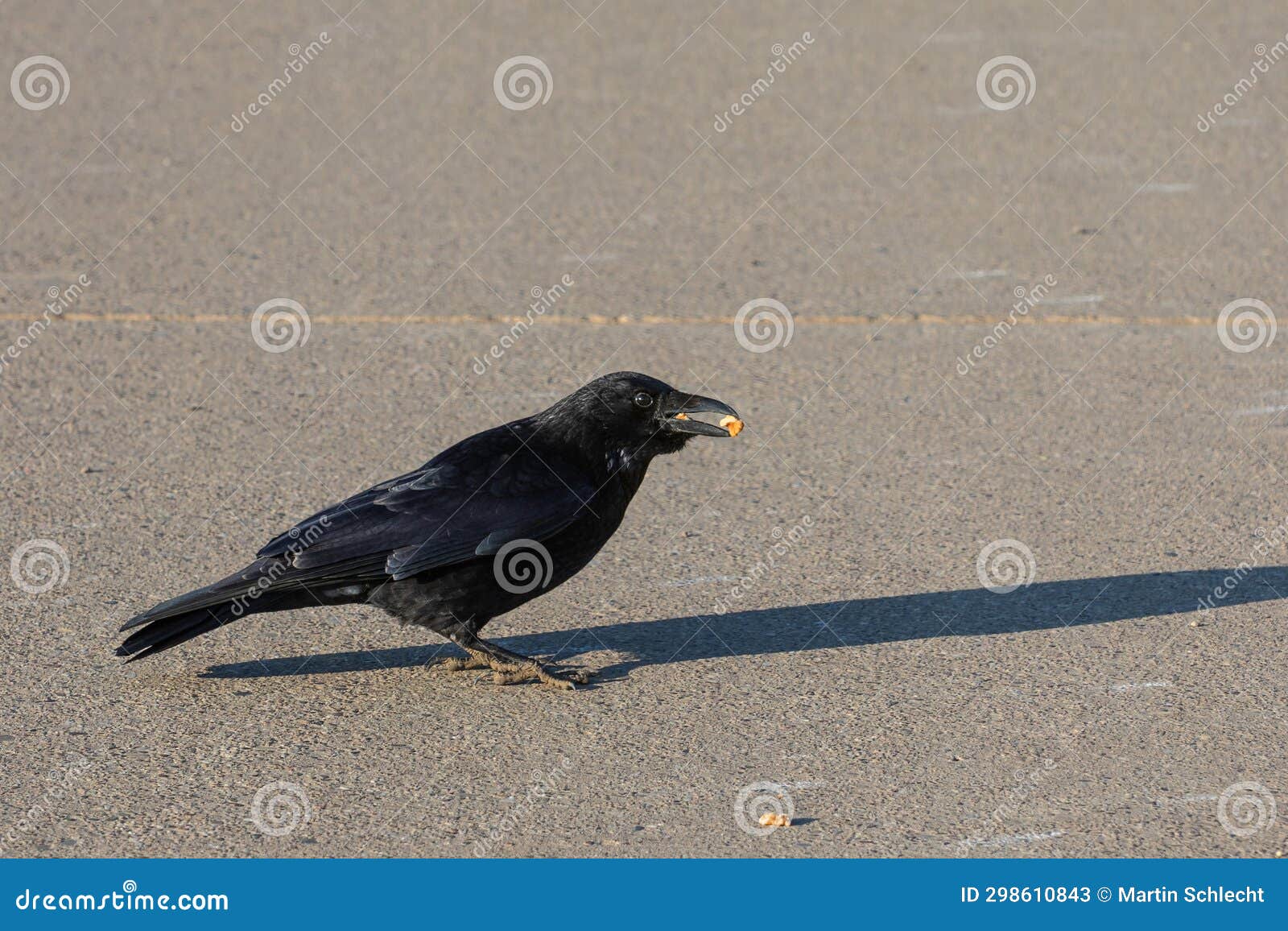 Crow eating some nuts stock image. Image of black, bird - 298610843