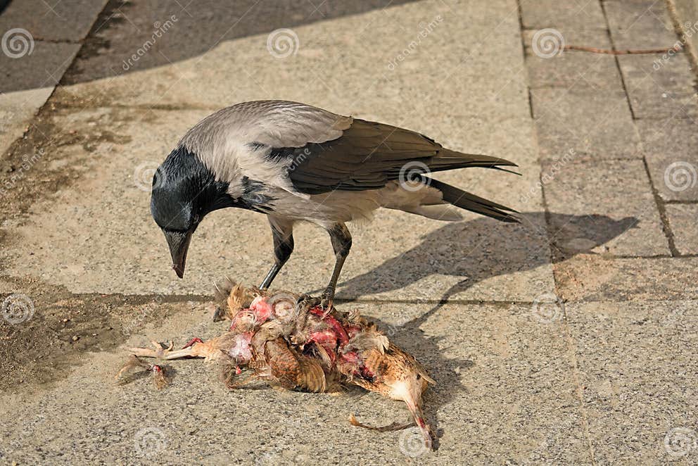 Crow eats a dead bird stock image. Image of black, dead - 178514039