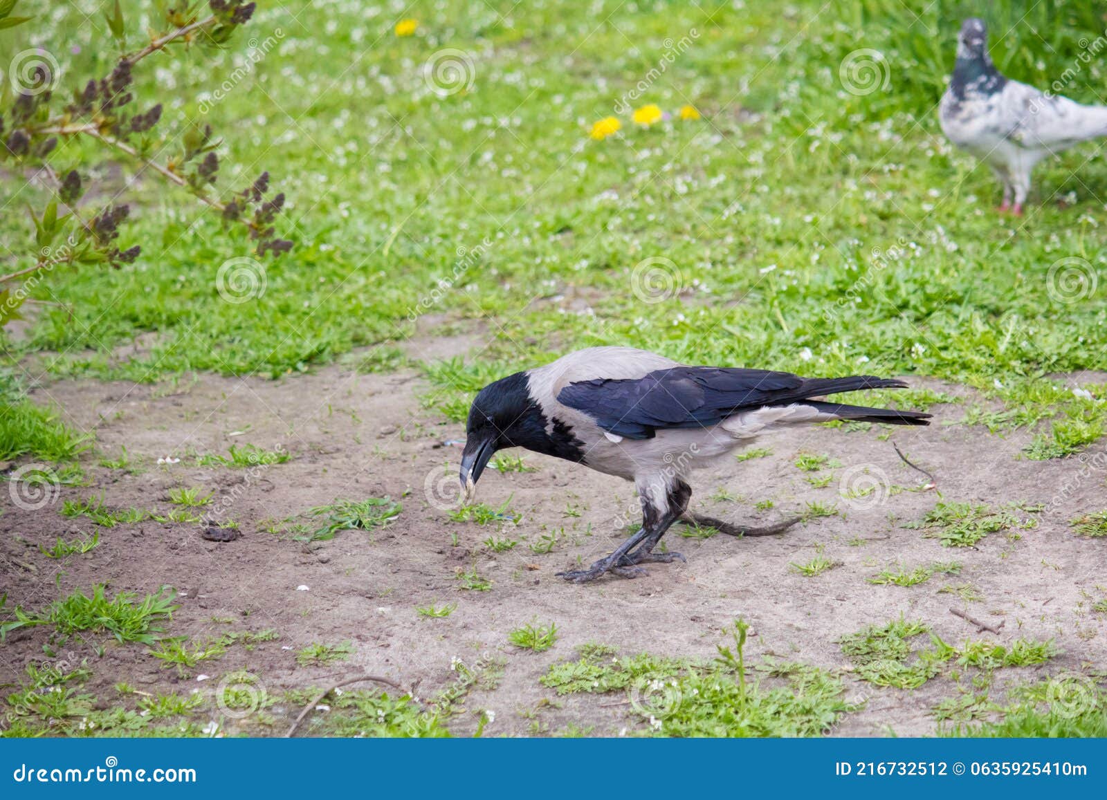 Crow Eats Food on the Street Stock Photo - Image of nice, animal: 216732512
