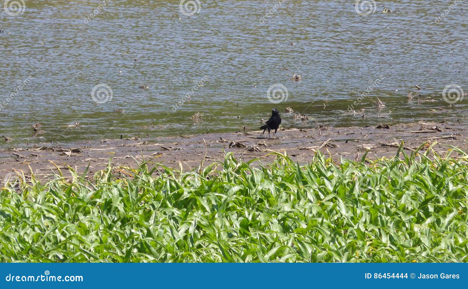Crow on Edge of Marsh stock photo. Image of bees, entering - 86454444