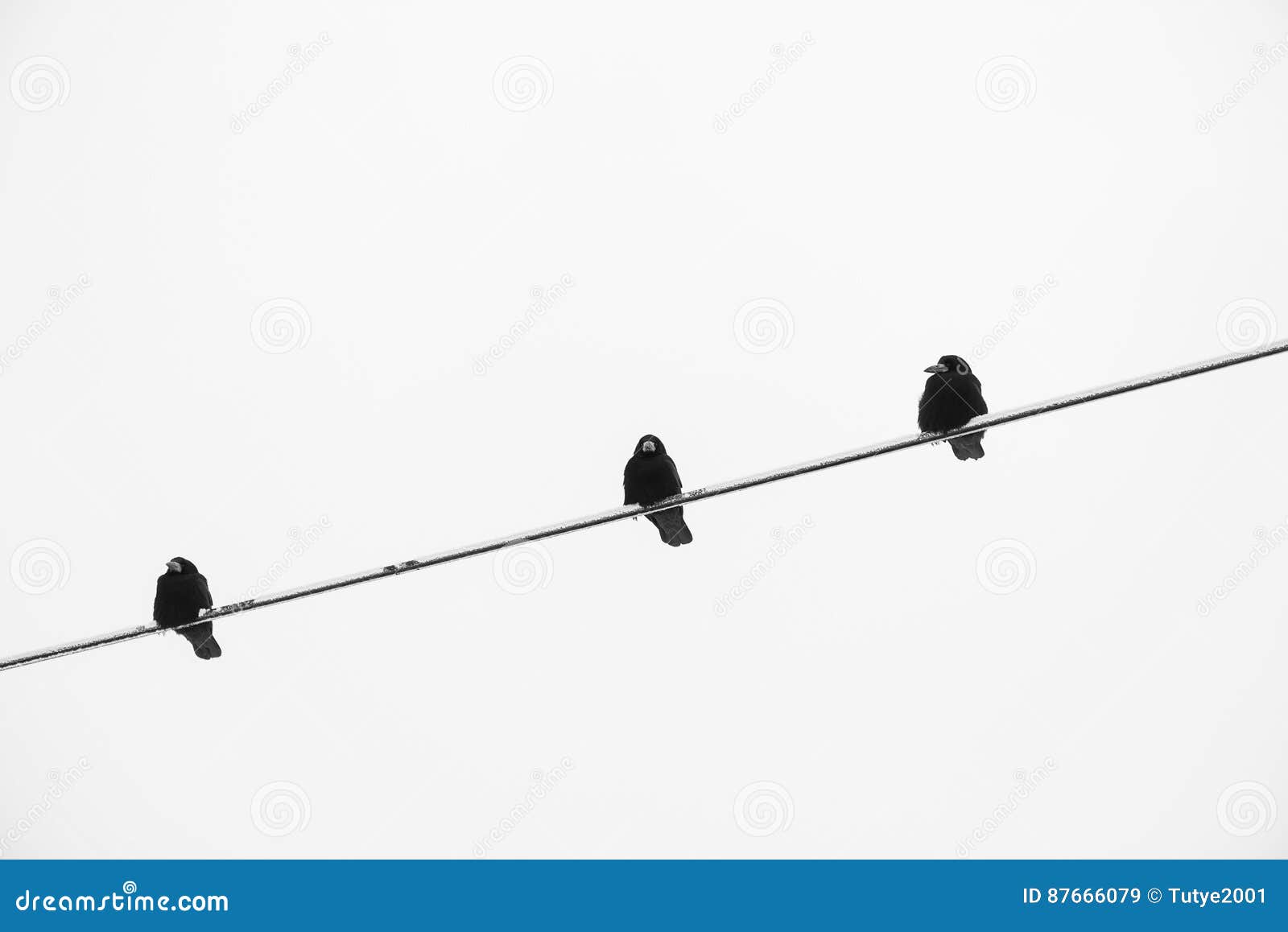 Crow on an electric wire stock image. Image of wire, standing - 87666079
