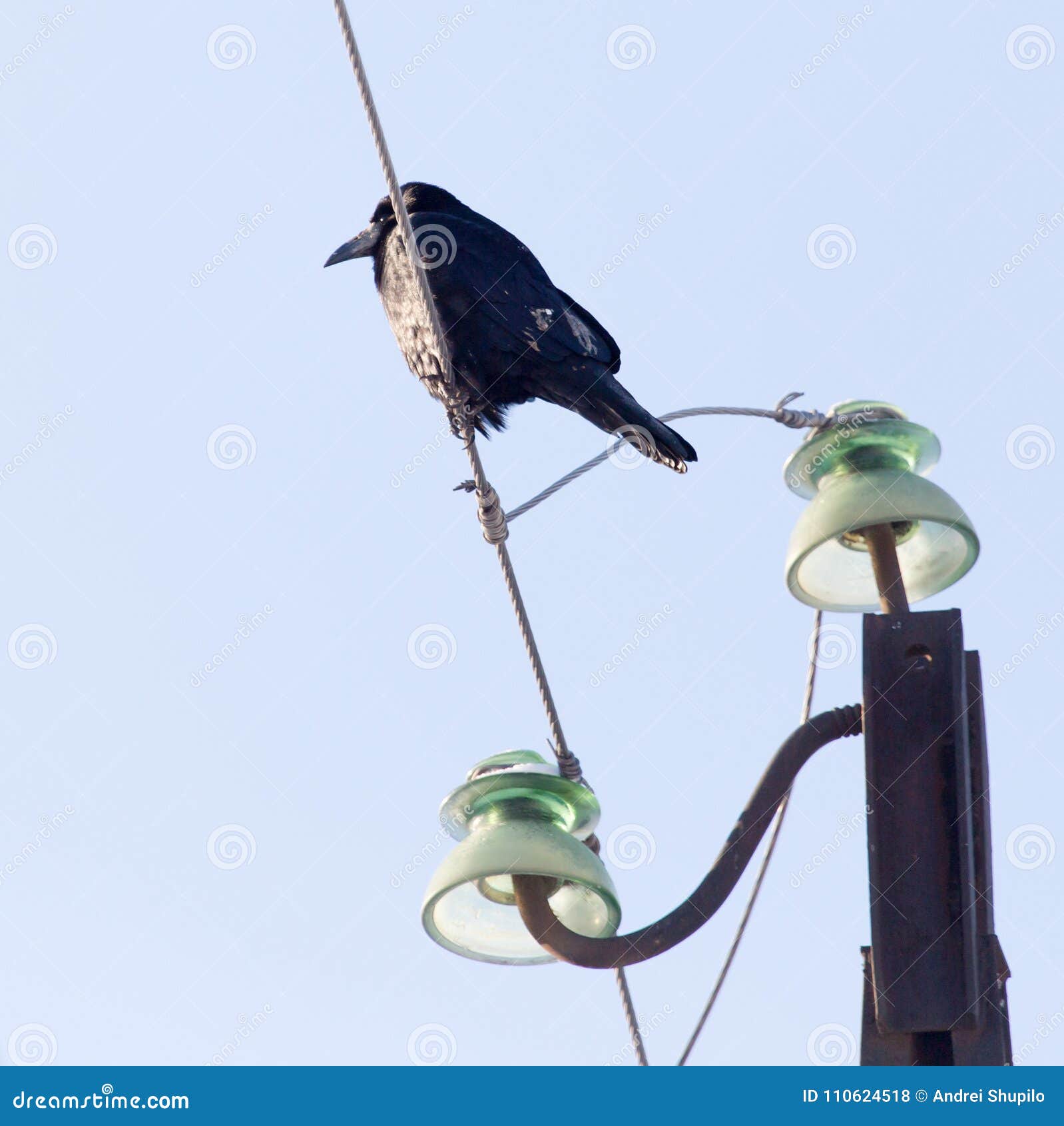 Crow on an Electric Wire in Nature Stock Photo - Image of beautiful ...