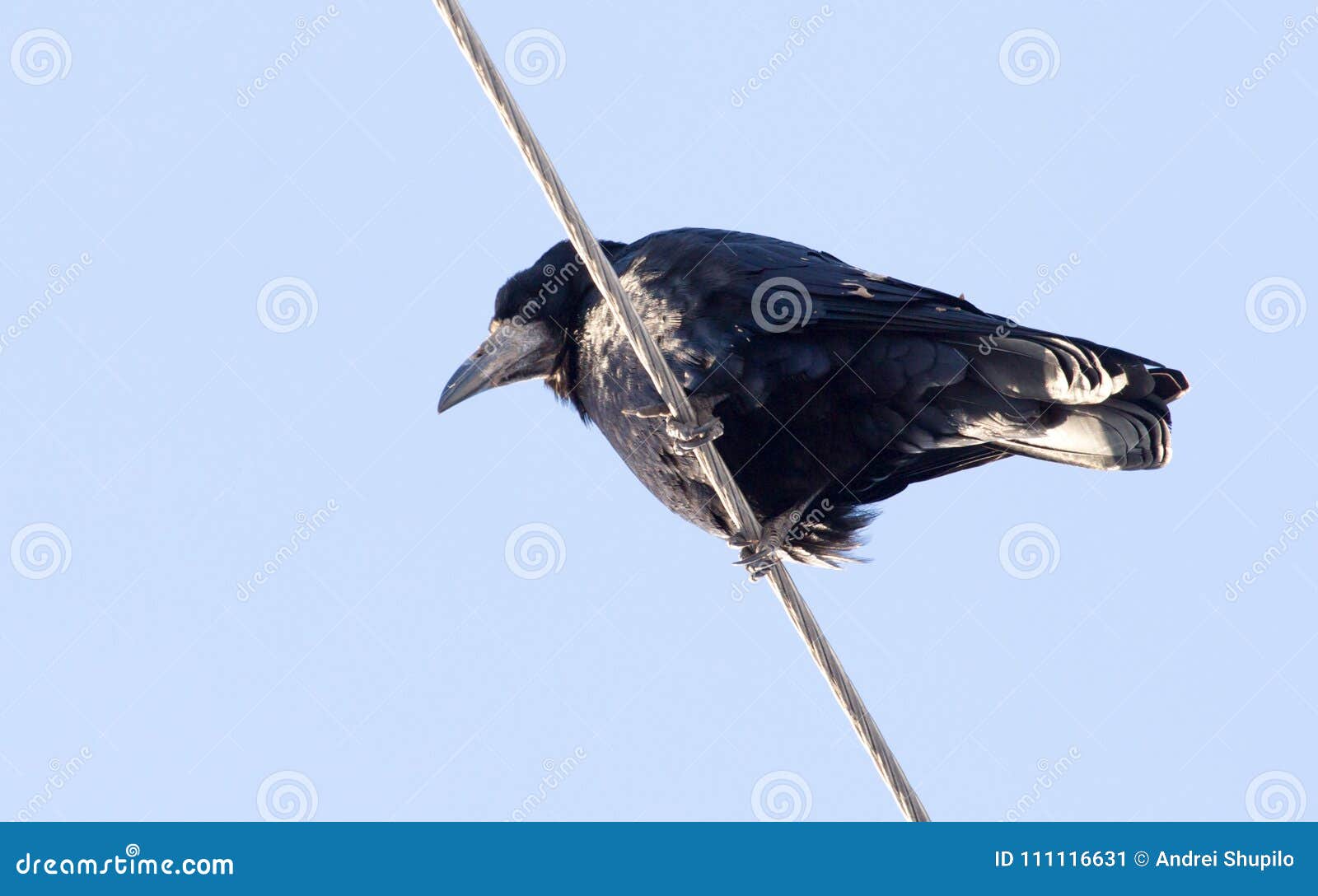 Crow on an Electric Wire in Nature Stock Image - Image of conductor ...