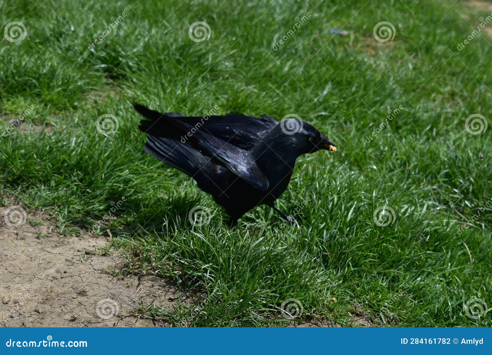 Crow Enjoying Titbit on Grass Stock Photo - Image of lone, alone: 284161782