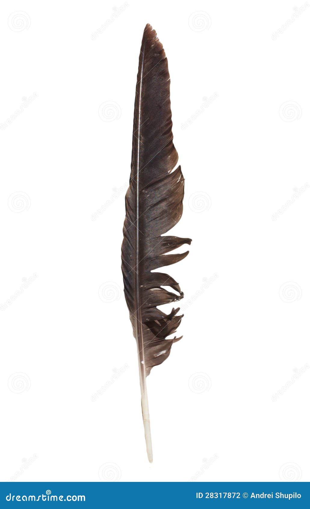 Crow Feather In Aged Wood With Post In Background In The Woods. Royalty ...