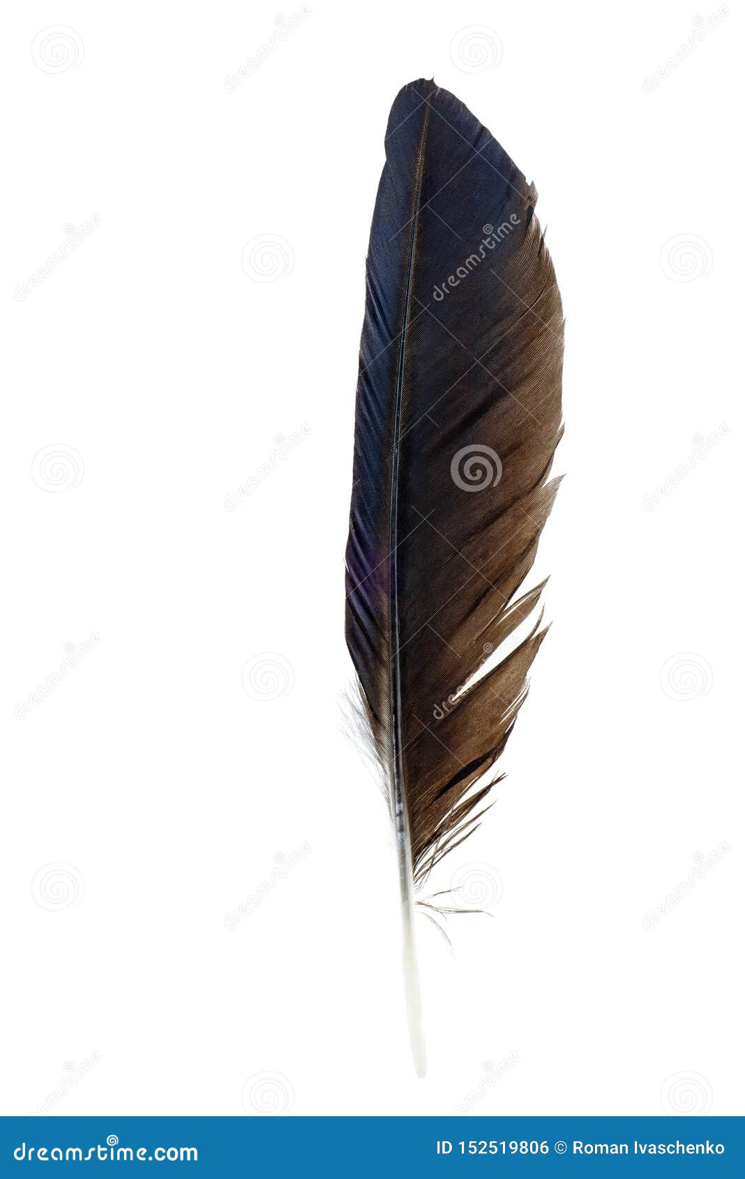 Crow Feather Isolated on a White Background Stock Photo - Image of ...