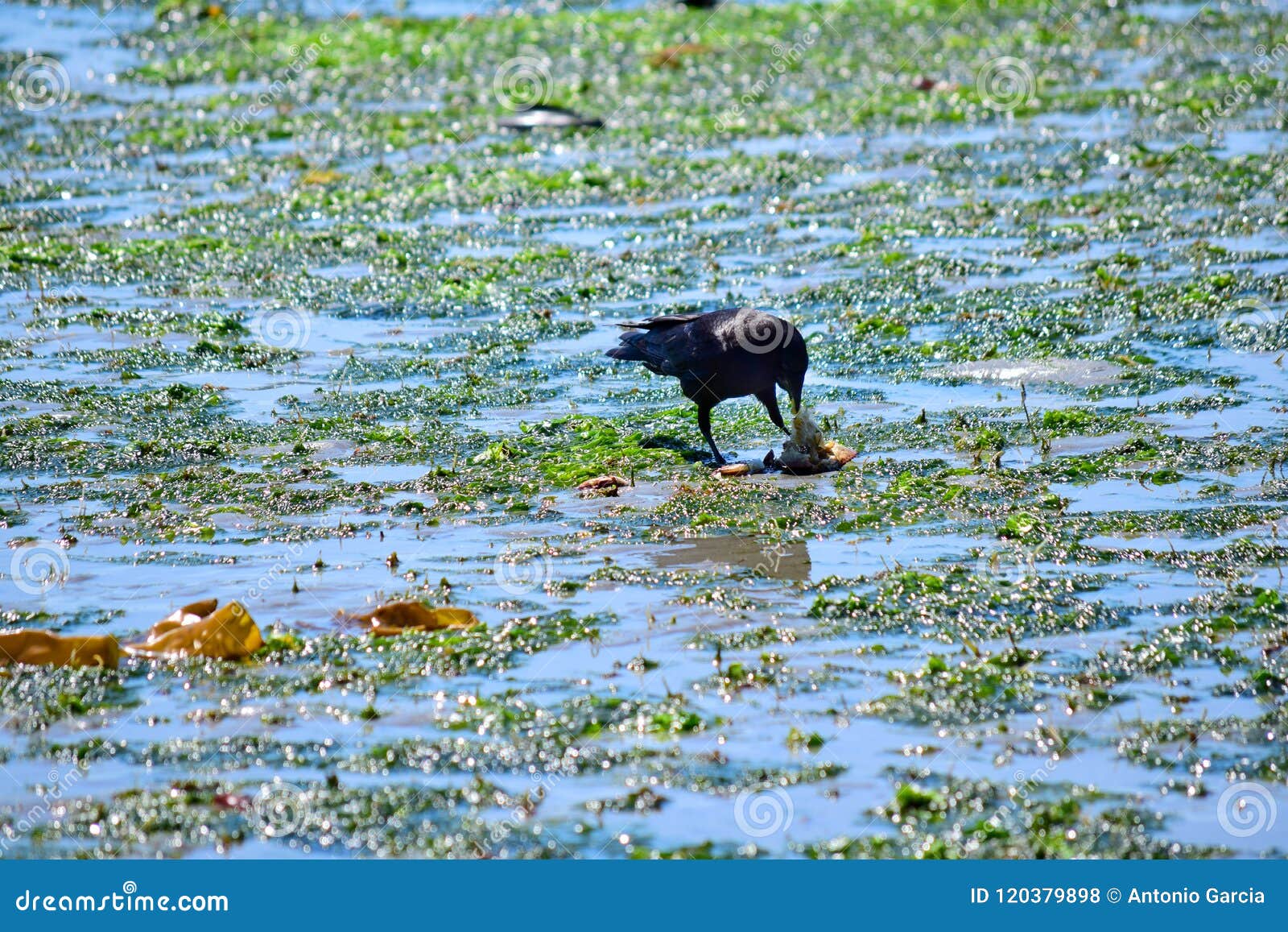 Crow Feeding on a Crab in Low Tide in Bainbridge Island Eagle Harbor ...