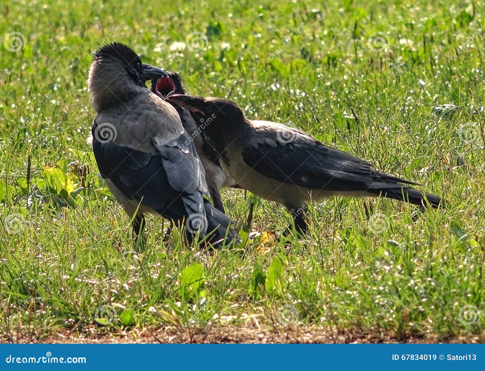 Crow Feeds Her Young with Care Stock Image - Image of mother, three ...