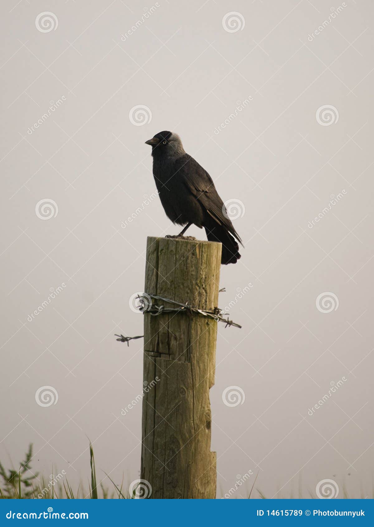 Crow on a fencepost. stock image. Image of nature, crow - 14615789
