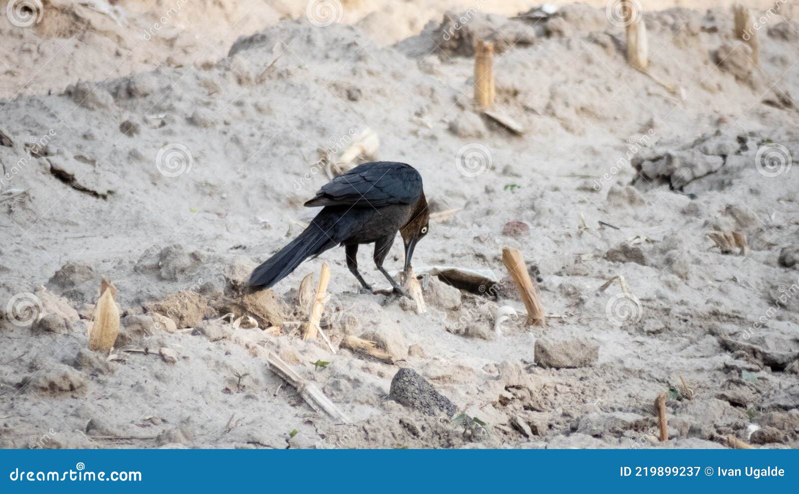 Chanate or Crow Finding and Eating Worm Stock Image - Image of : 219899237