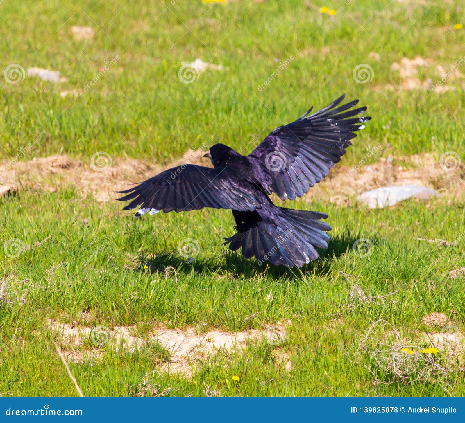 Crow in the Field with Green Grass Stock Photo - Image of background ...