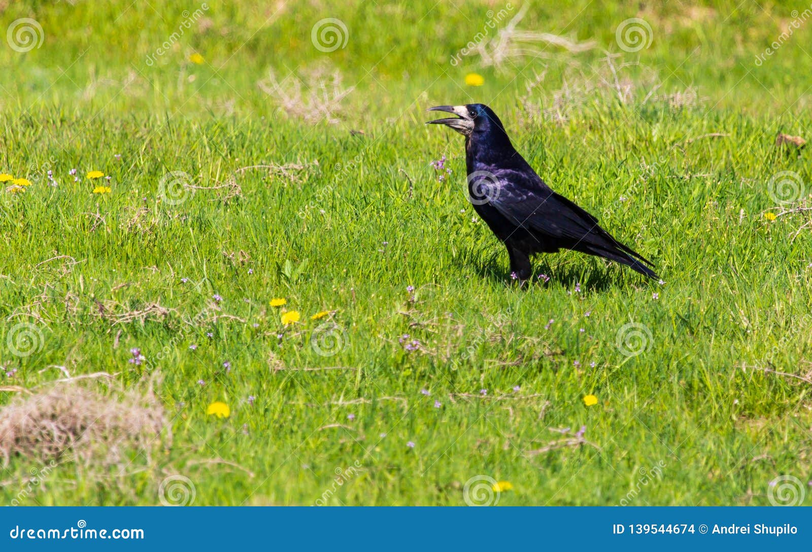 Crow in the Field with Green Grass Stock Photo - Image of beautiful ...