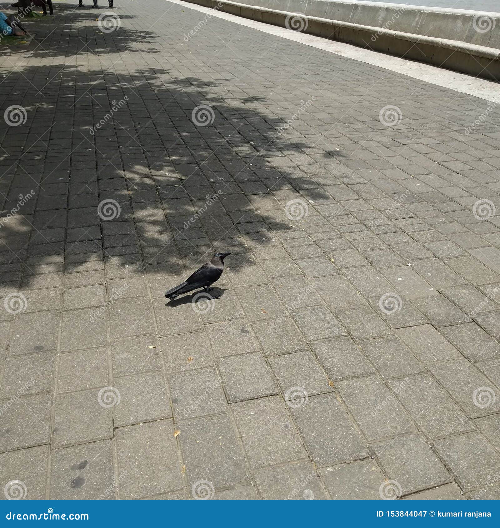 Crow Finding Shadow Near See Under Tree. Stock Image - Image of shadow ...
