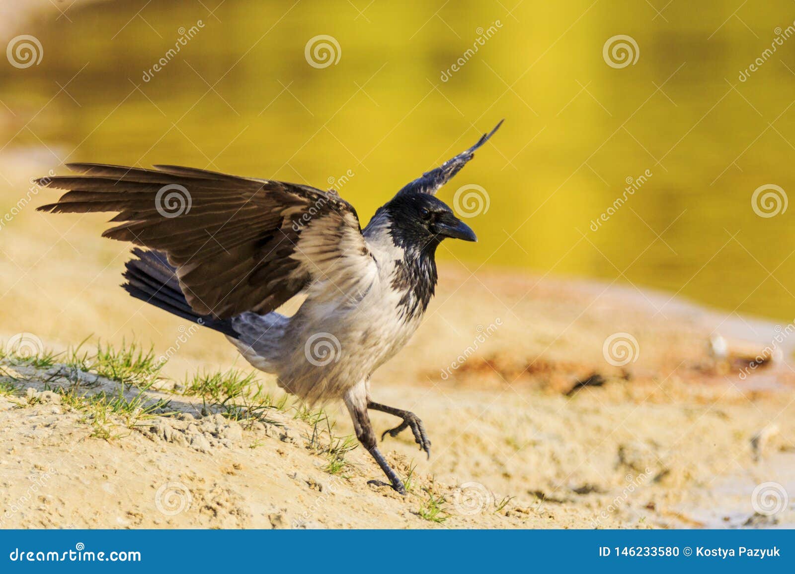 Crow Flew To the Forest Watering Stock Photo - Image of exotic, animal ...