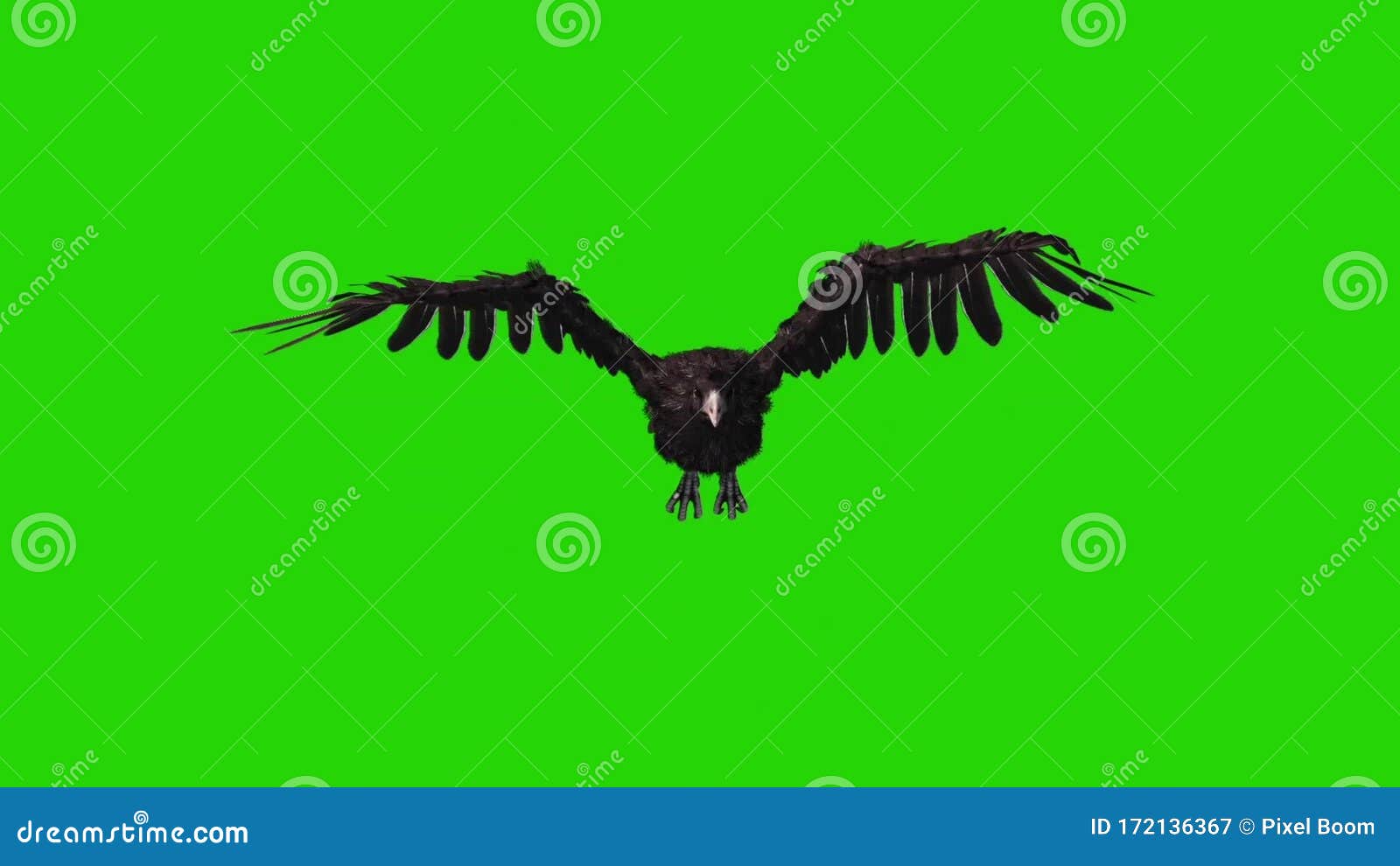 Crow Flies Loop Front Green Screen Halloween Horror 3D Rendering ...