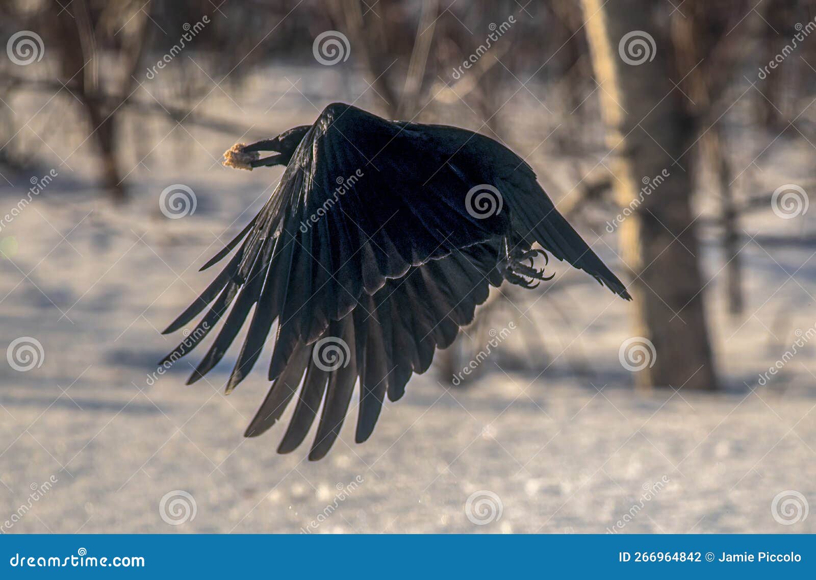 Crow in flight stock photo. Image of wildlife, flight - 266964842