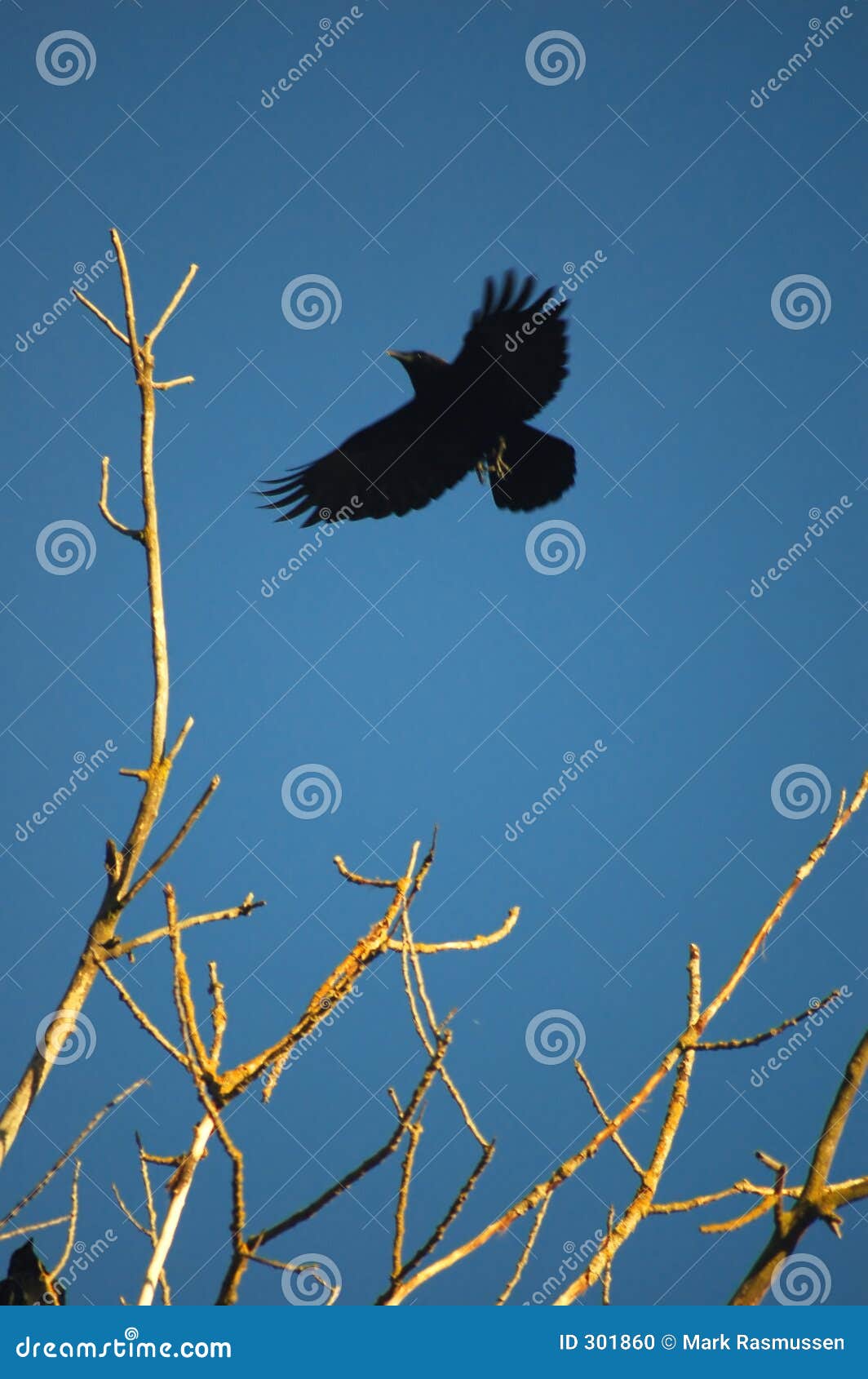 Crow in flight stock photo. Image of crow, bird, landing - 301860