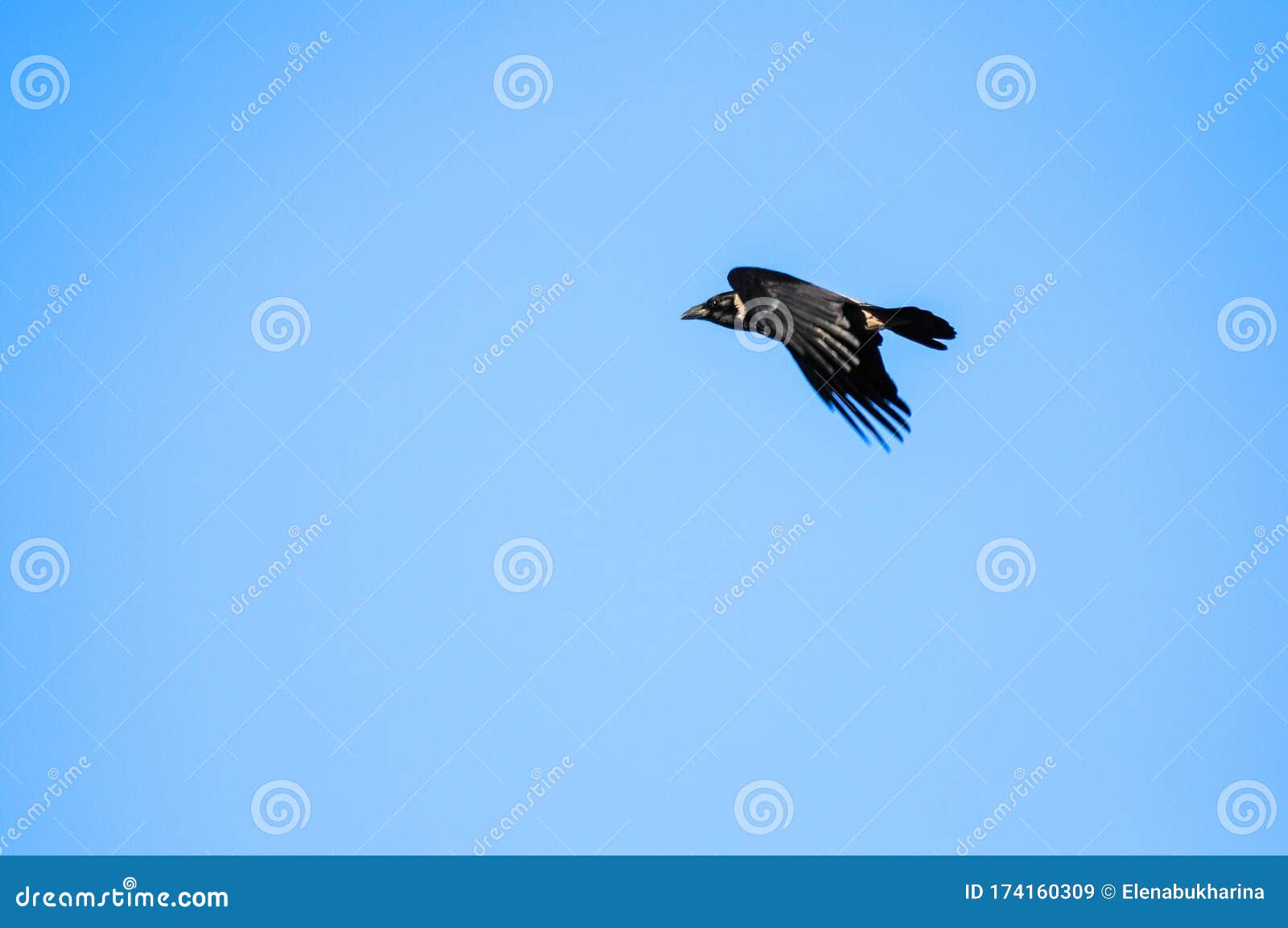 Crow in Flight in the Blue Sky Stock Image - Image of animal, wildlife ...