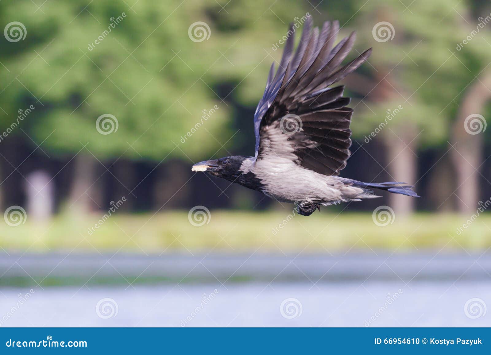 Crow in flight and cheese stock photo. Image of green - 66954610