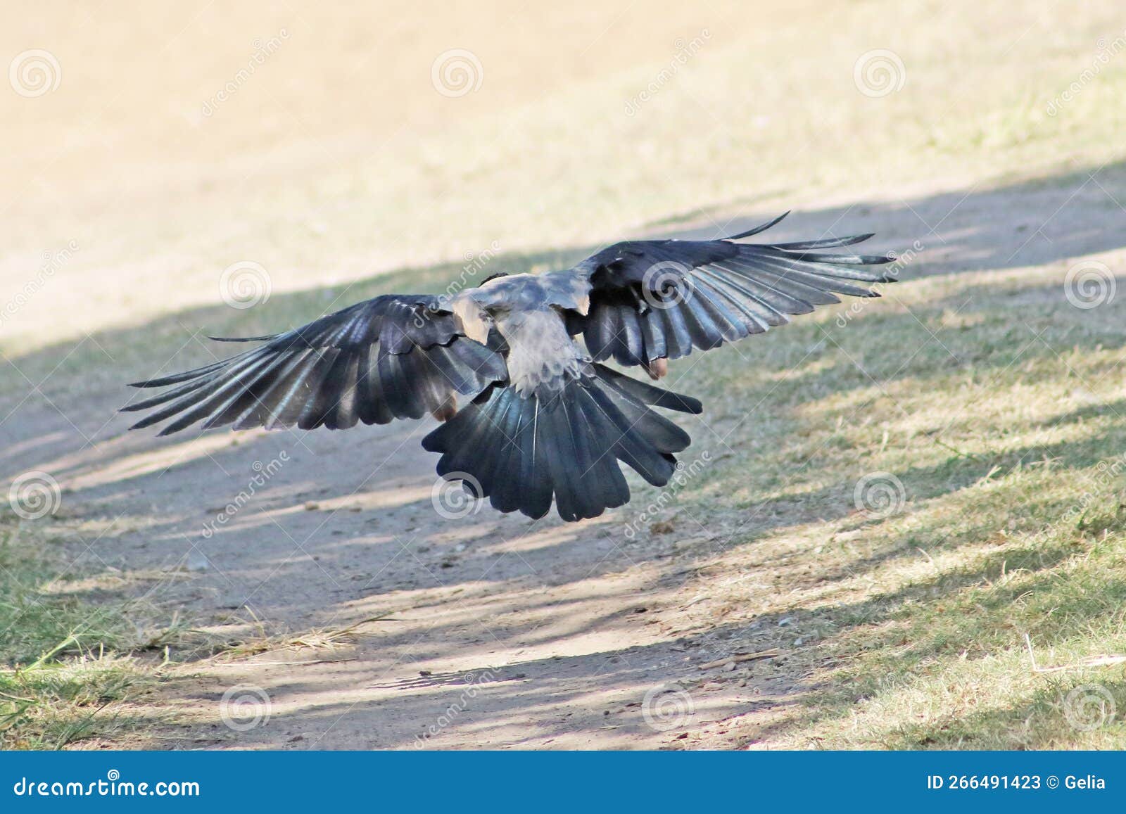 Crow in flight. Close up stock image. Image of black - 266491423