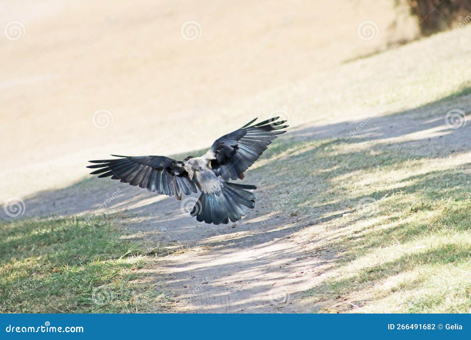 Crow in flight. Close up stock photo. Image of blue - 266491682