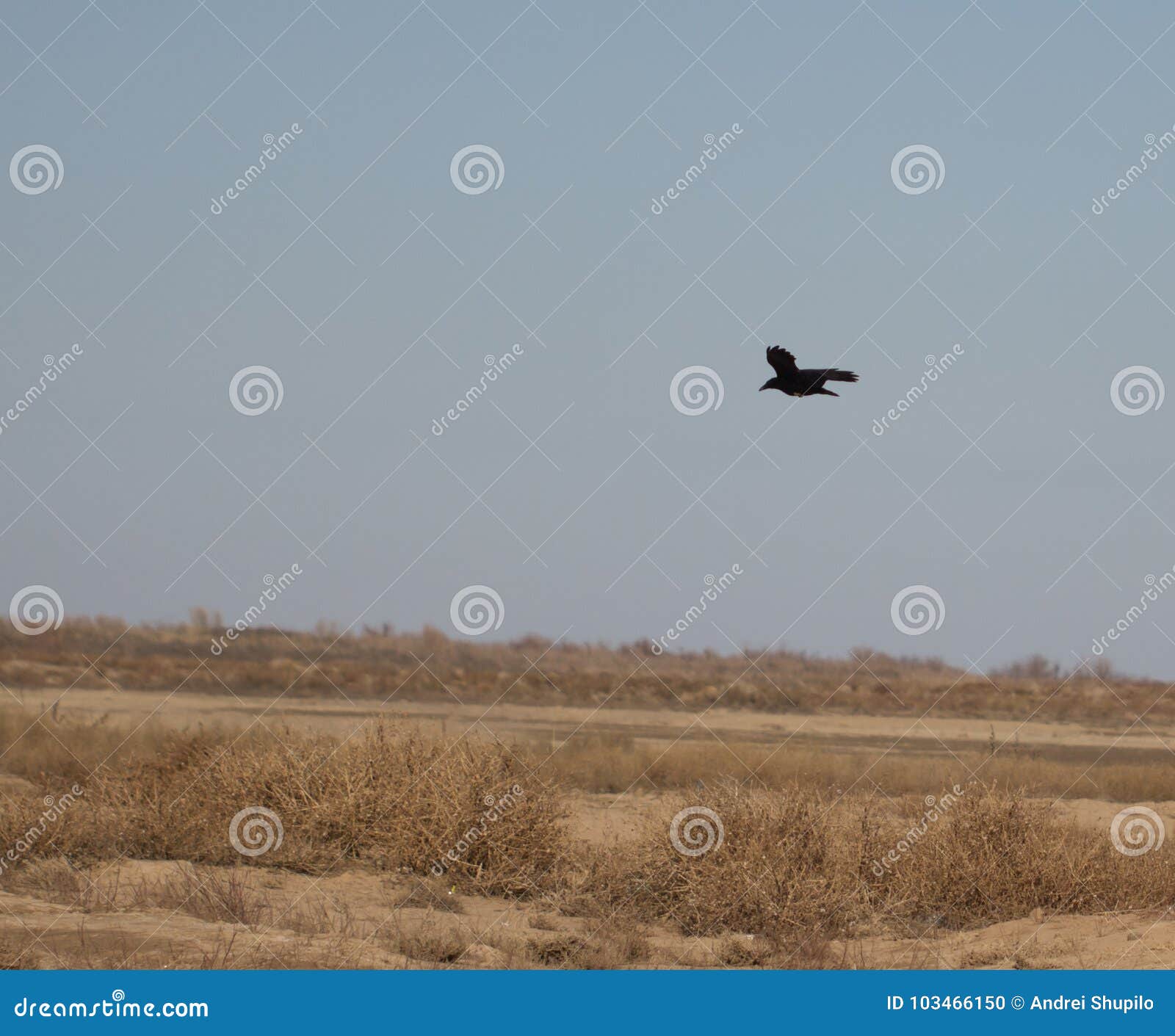 Crow in Flight in the Desert Stock Photo - Image of animal, wildlife ...