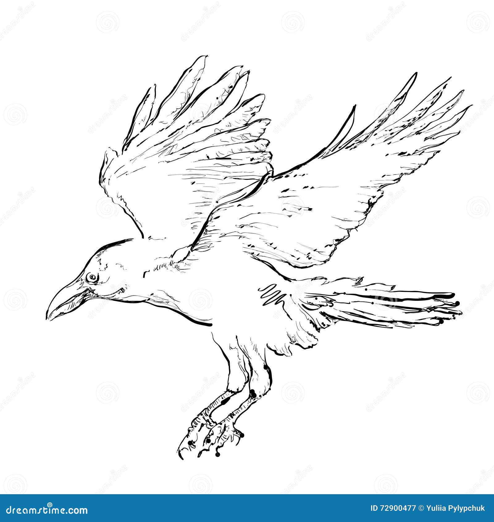 Crow in flight stock vector. Illustration of wildlife - 72900477