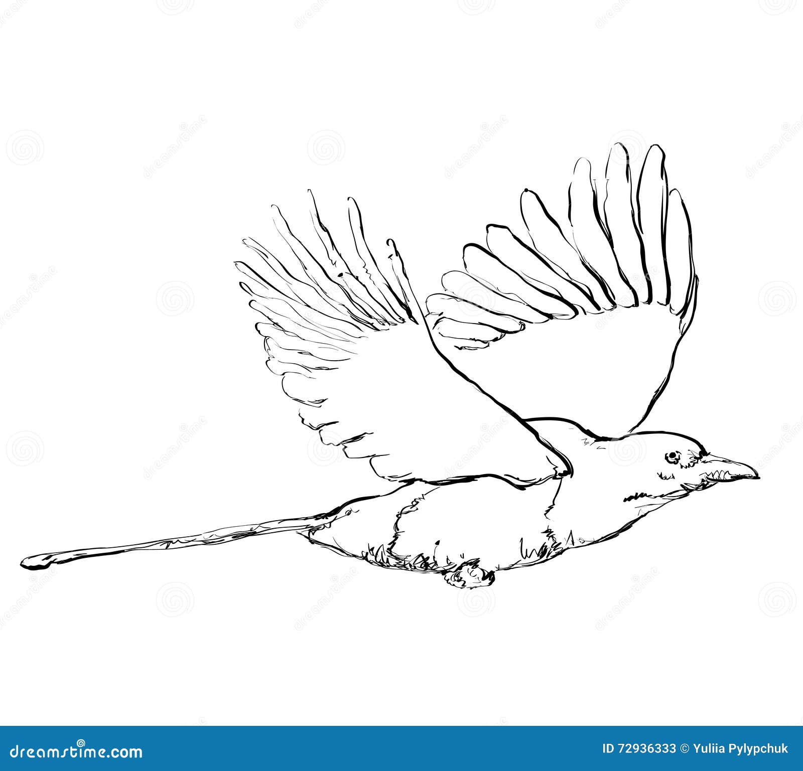 Crow in flight stock vector. Illustration of motion, adult - 72936333