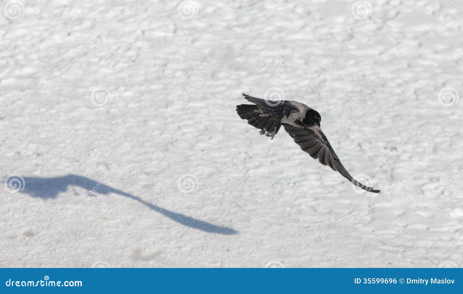Crow in flight stock photo. Image of feather, outdoors - 35599696