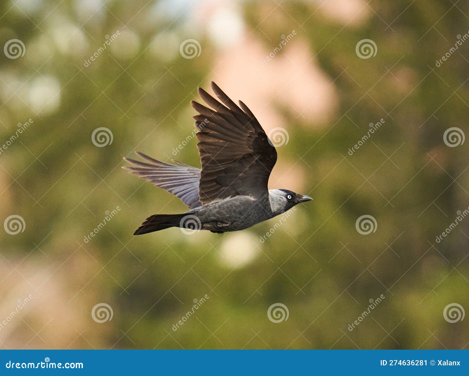 Crow in flight stock image. Image of raptor, flying - 274636281