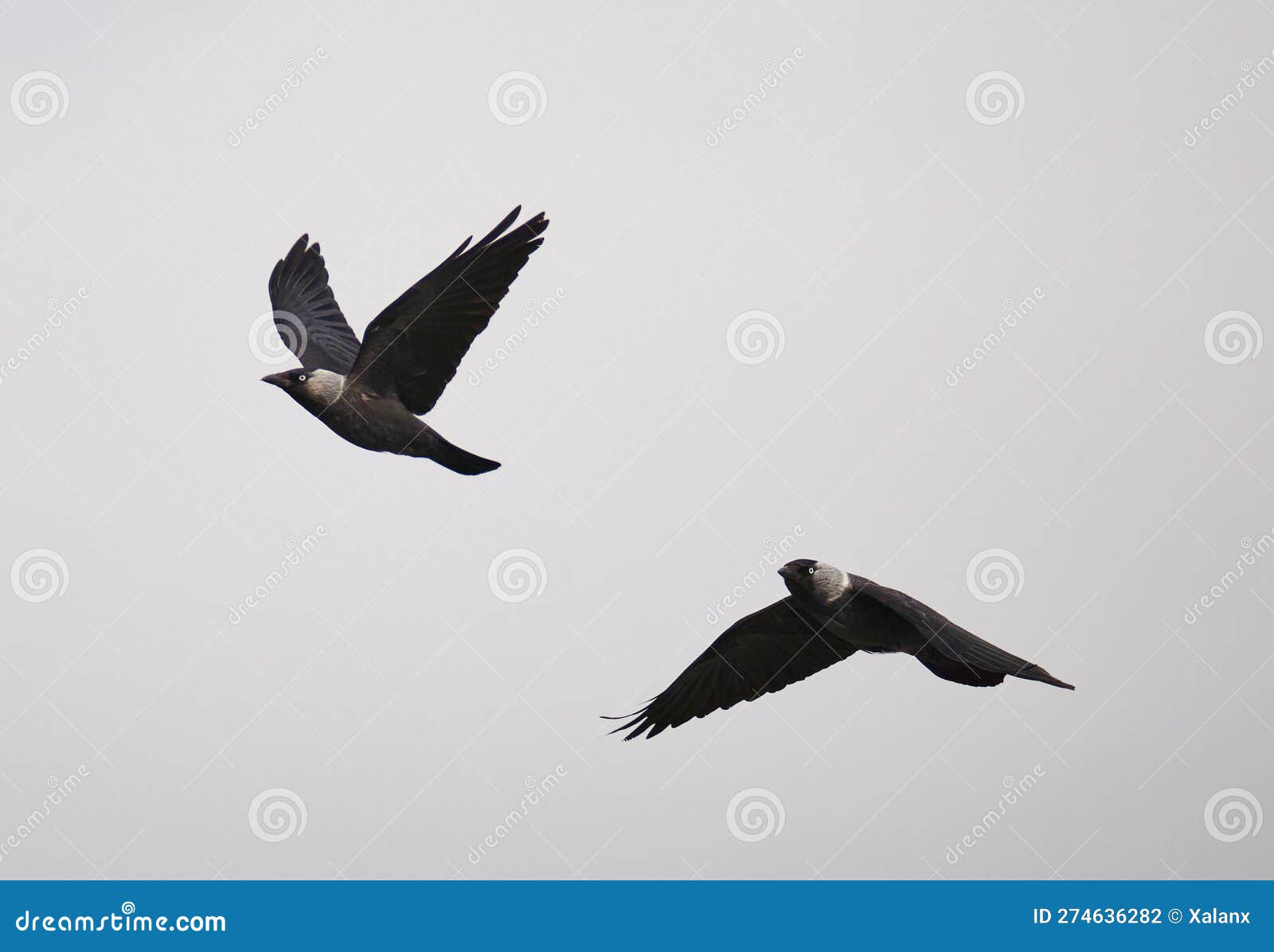 Crow in flight stock photo. Image of feather, crow, prey - 274636282