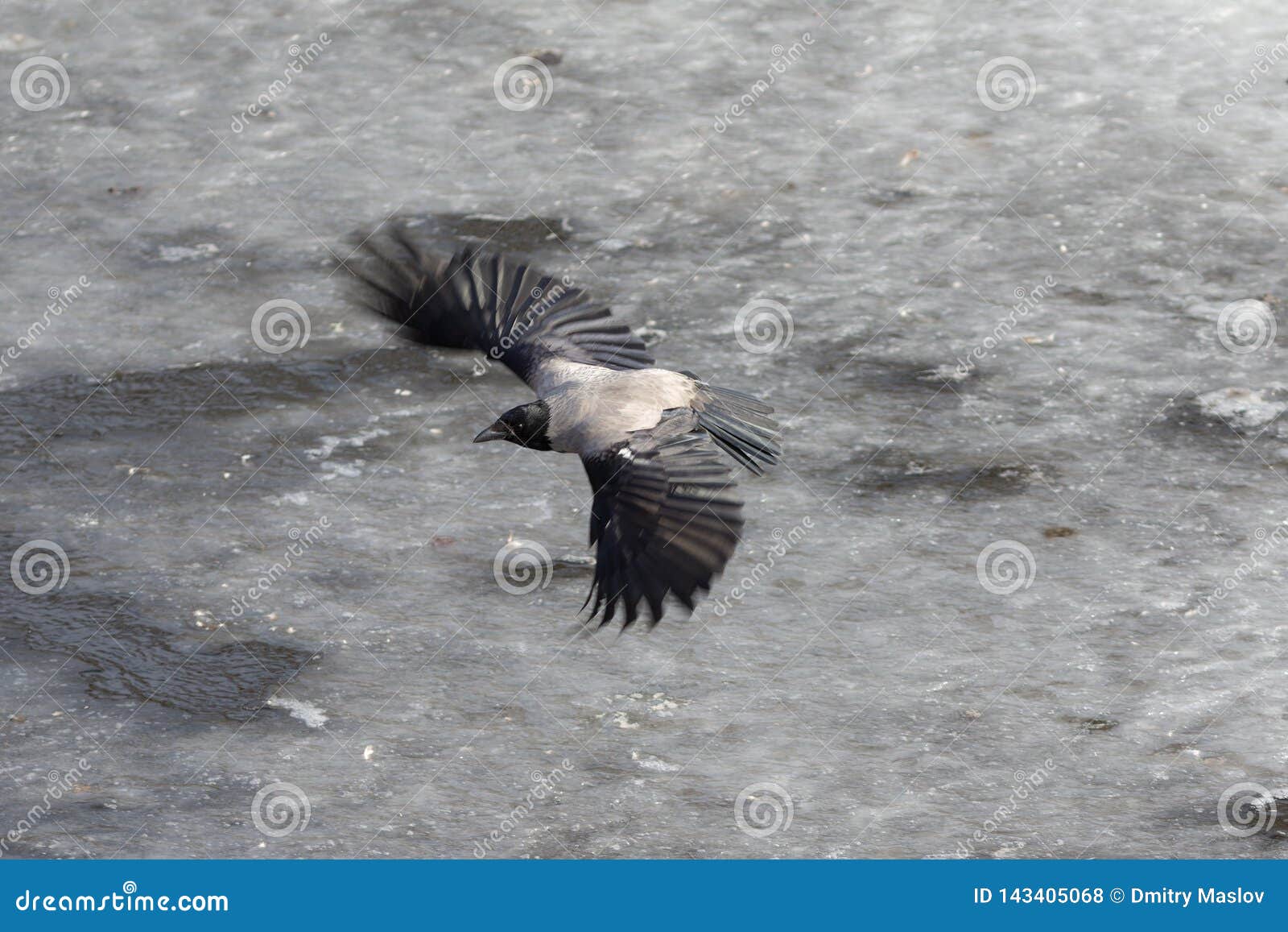 Crow in flight stock photo. Image of beak, white, wildlife - 143405068