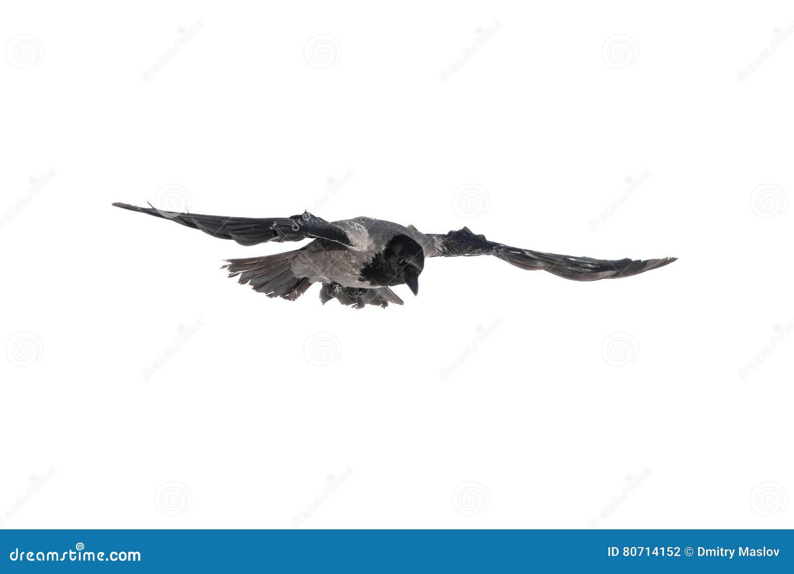 Crow in flight stock photo. Image of isolated, feather - 80714152