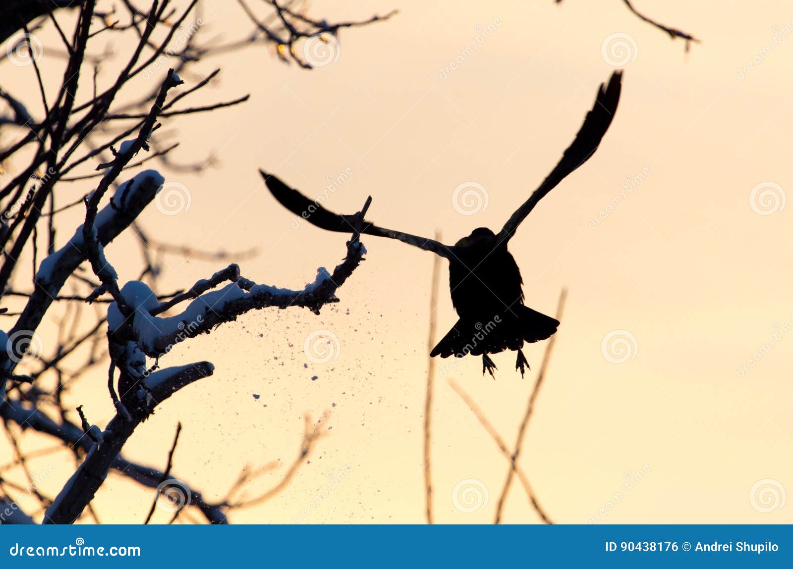 Crow in flight at sunset stock photo. Image of gathering - 90438176
