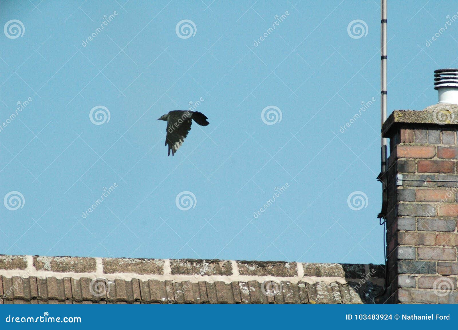 Crow in flight stock photo. Image of bird, flight, england - 103483924