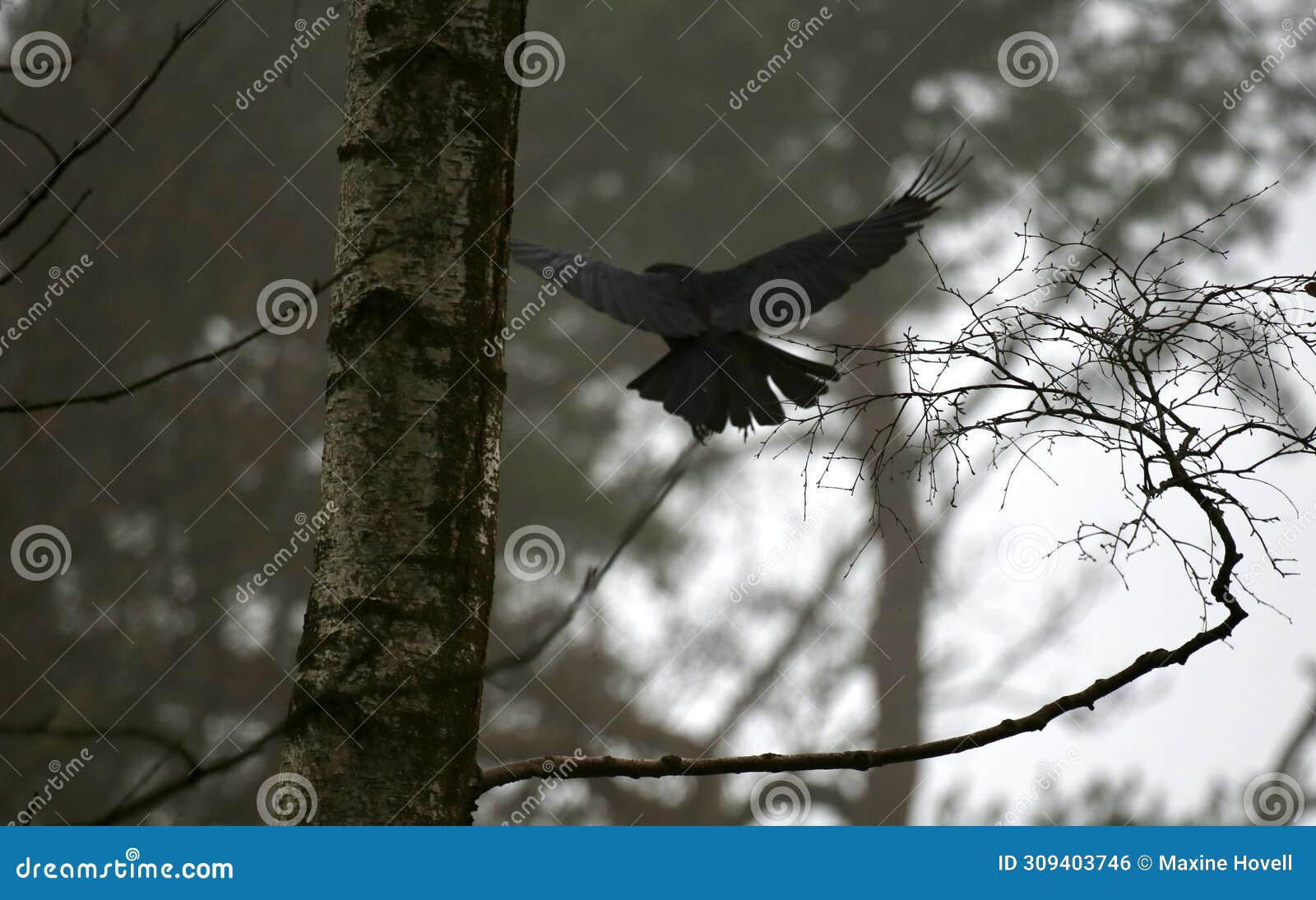 Crow in Flight through Trees Stock Photo - Image of flying, avians ...