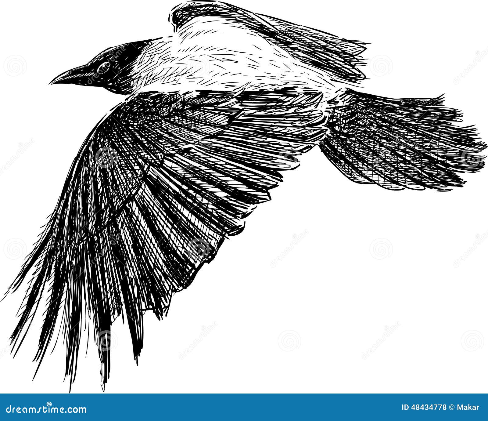 Crow Flying Drawing