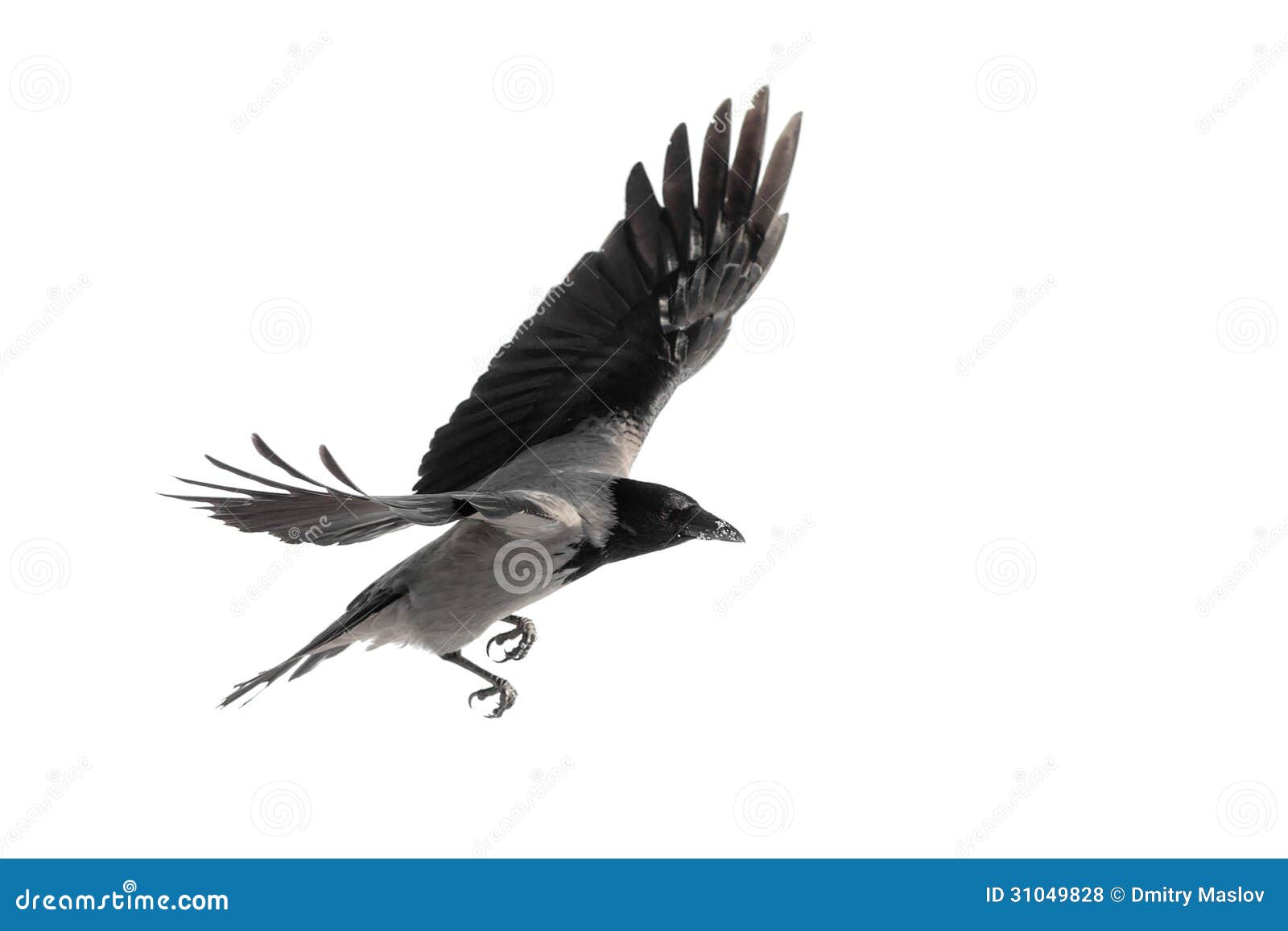 Crow in flight stock photo. Image of isolated, flight - 31049828