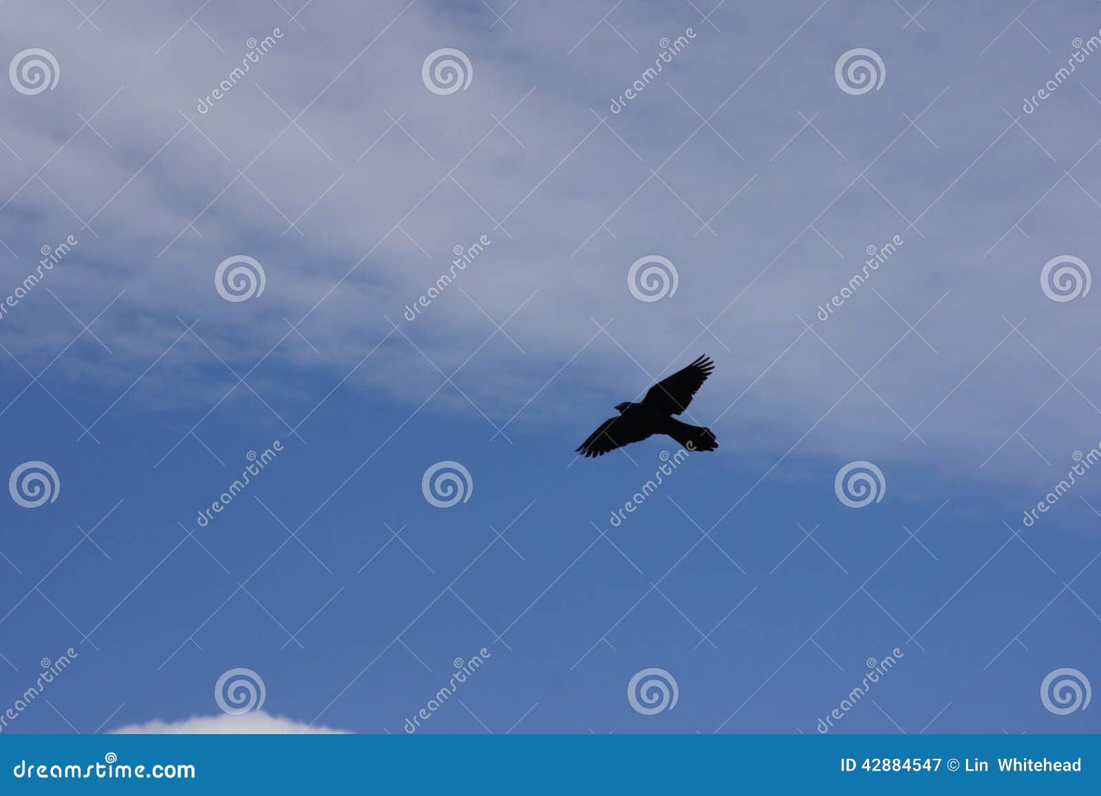 Crow in flight. stock image. Image of wings, feathered - 42884547