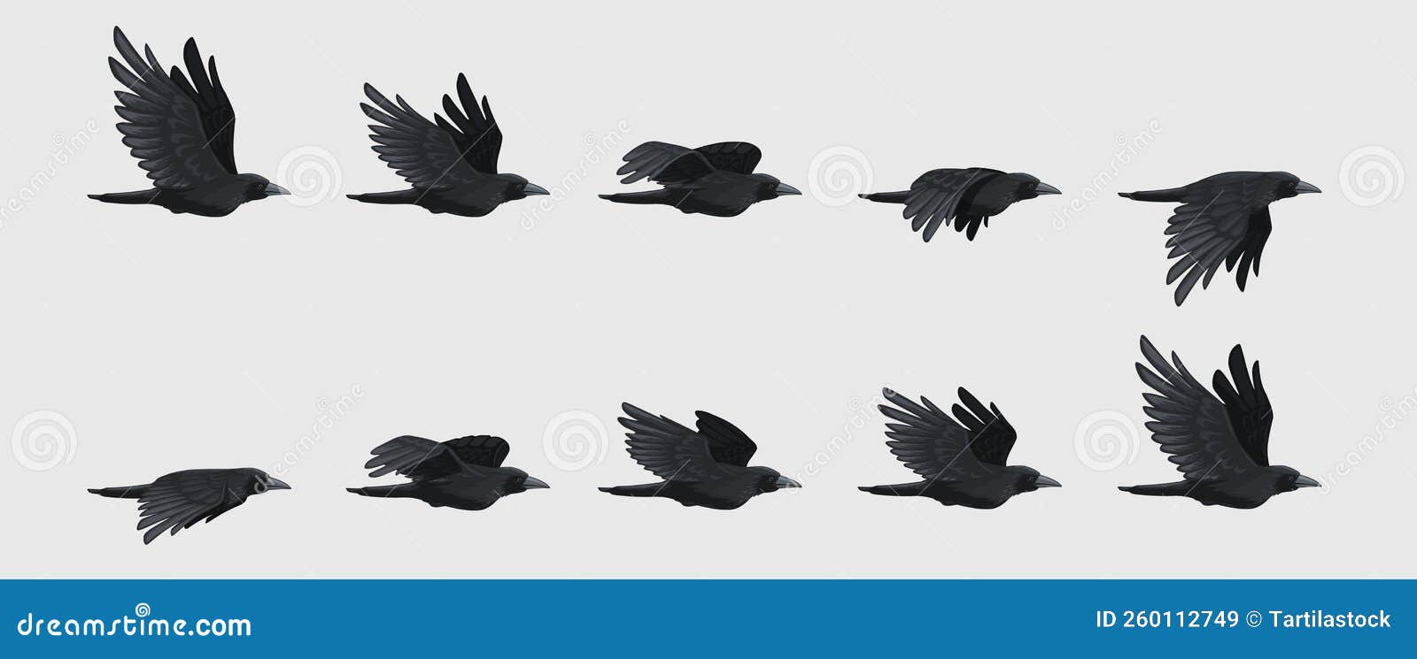 Crow Fly Sequence. Black Flying Raven Silhouette, Black Bird Wing Move ... Crow Fly Sequence. Black Flying Raven Silhouette, Black Bird Wing Move ...