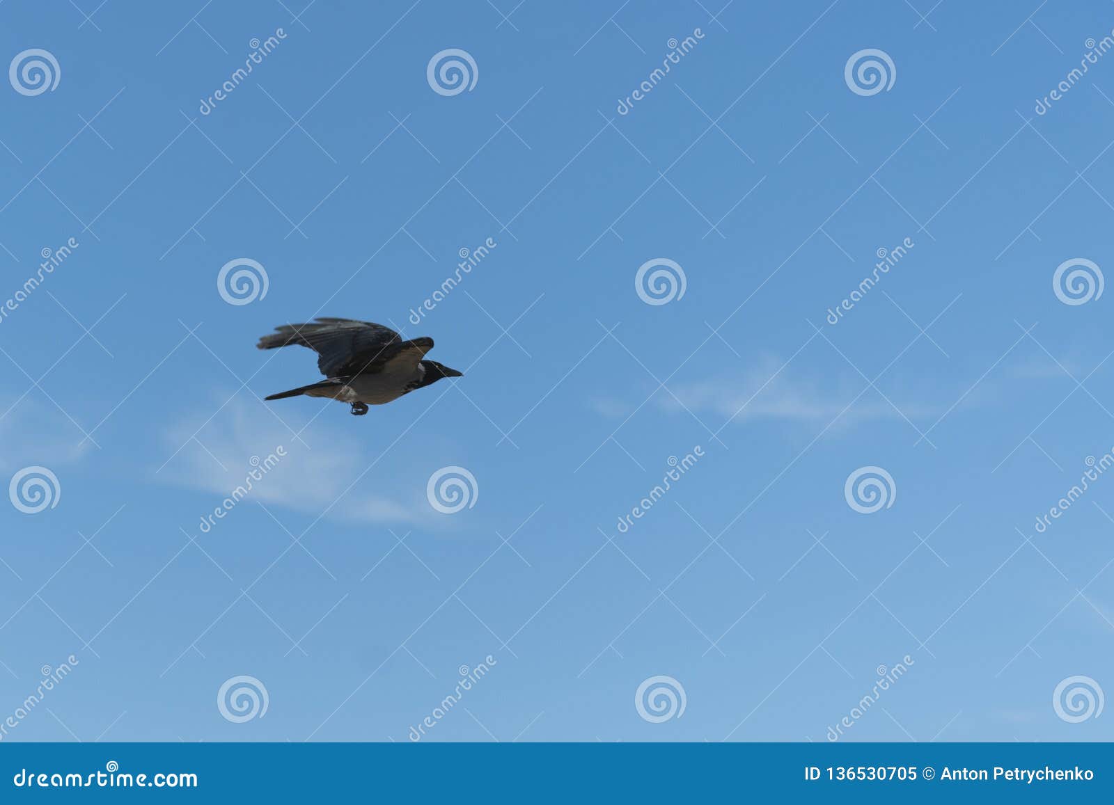 Crow Flying Against the Blue Sky Stock Image - Image of nature ...