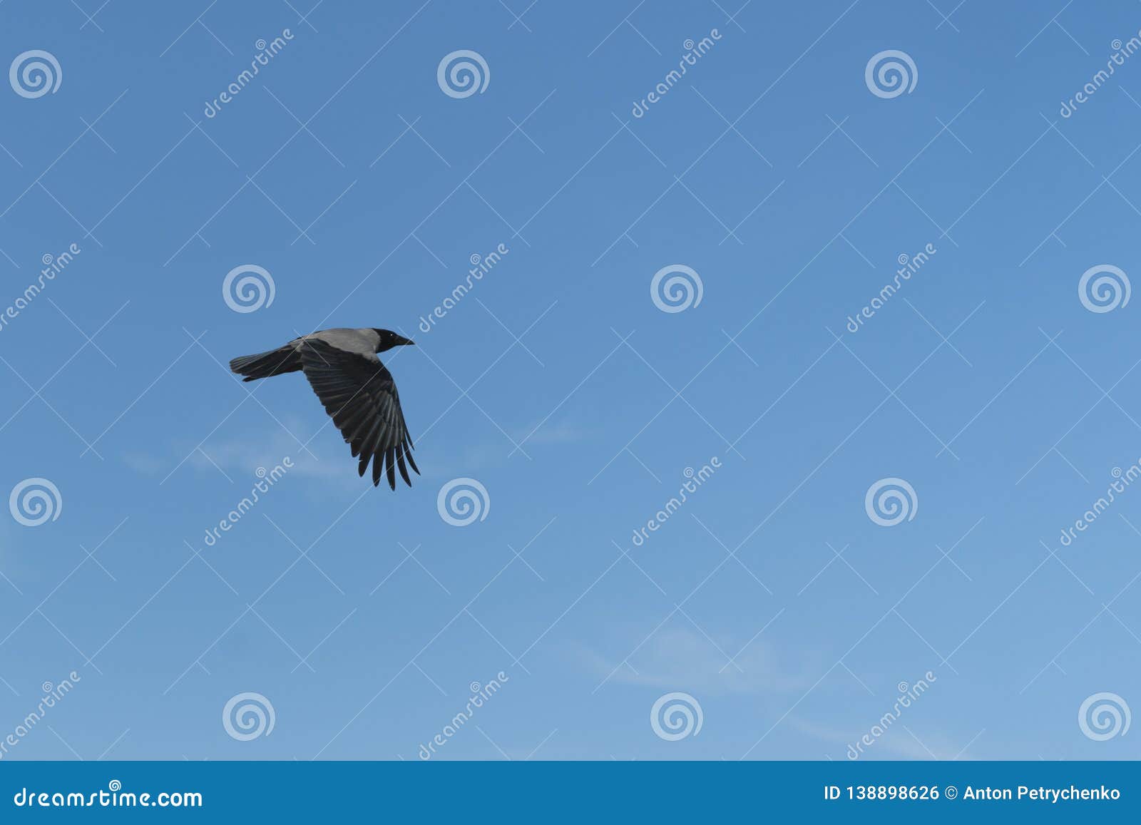 Crow Flying Against the Blue Sky Stock Photo - Image of background ...