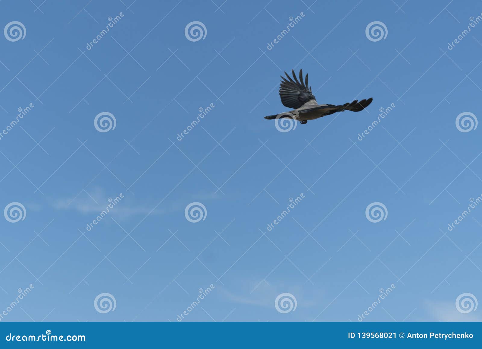 Crow Flying Against the Blue Sky Stock Image - Image of crow, cloud ...