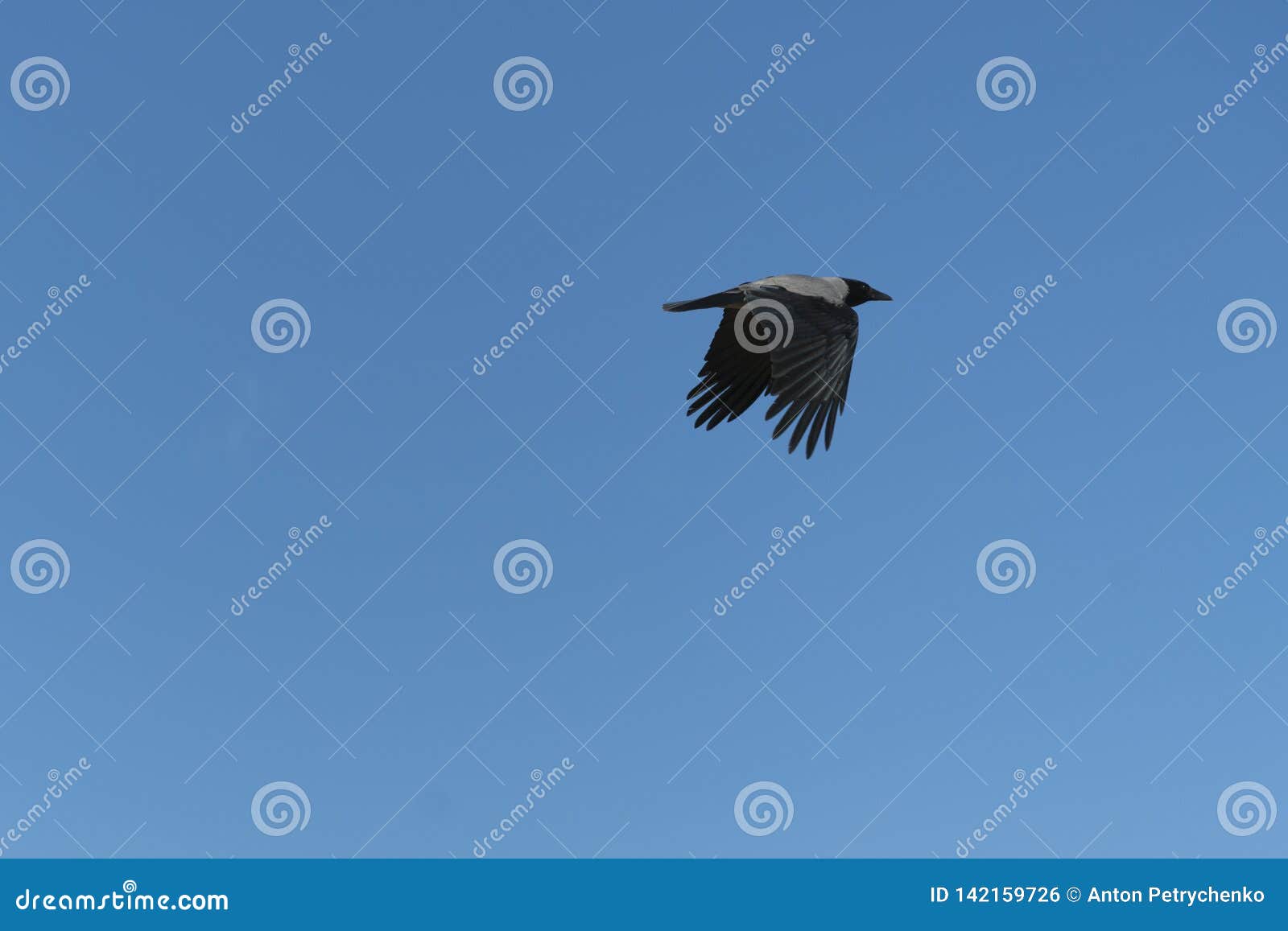 Crow Flying Against the Blue Sky Stock Photo - Image of black, cloud ...