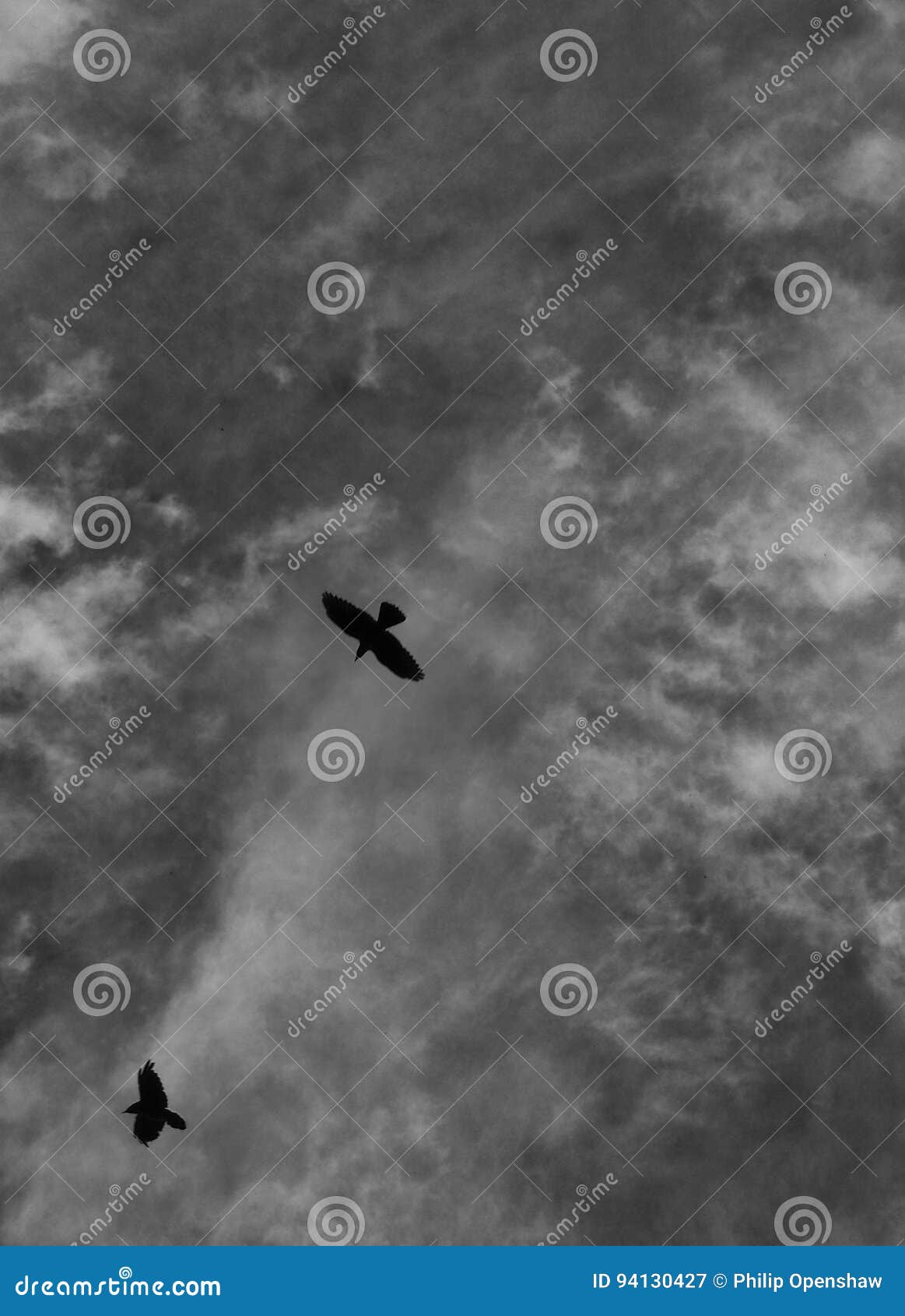 Crow flying stock image. Image of nature, white, summer - 94130427