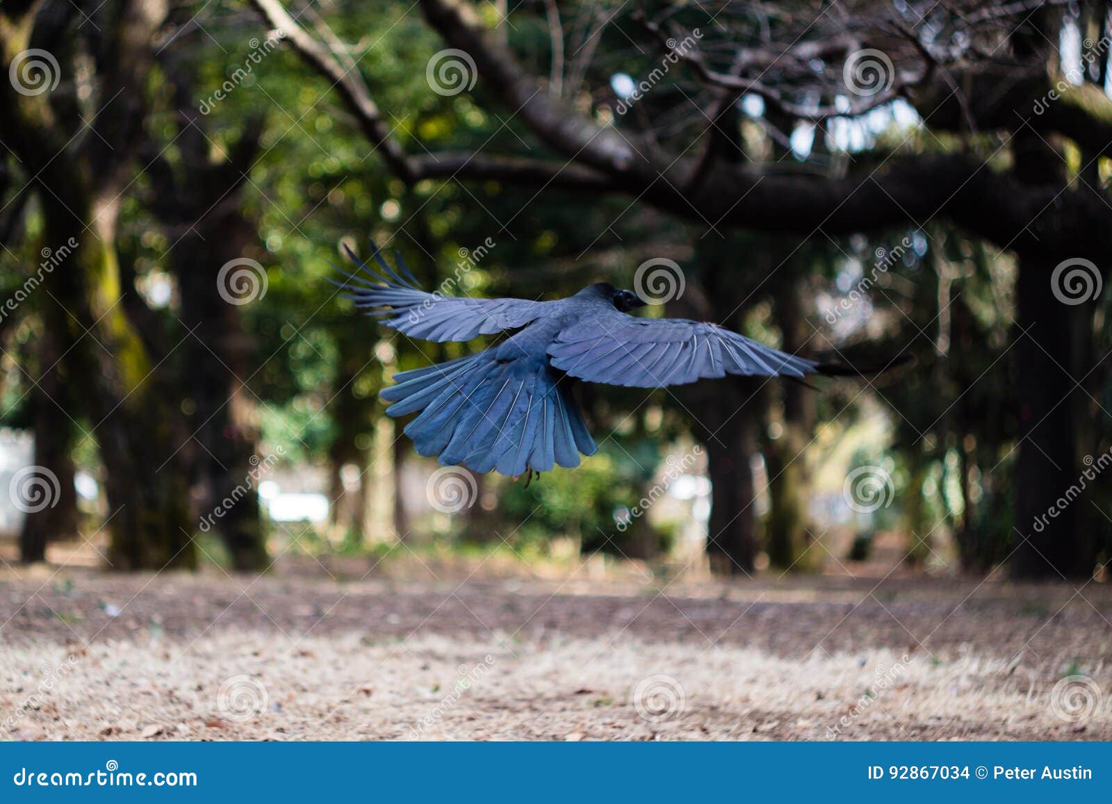 A Crow Flying Away stock photo. Image of environmental - 92867034