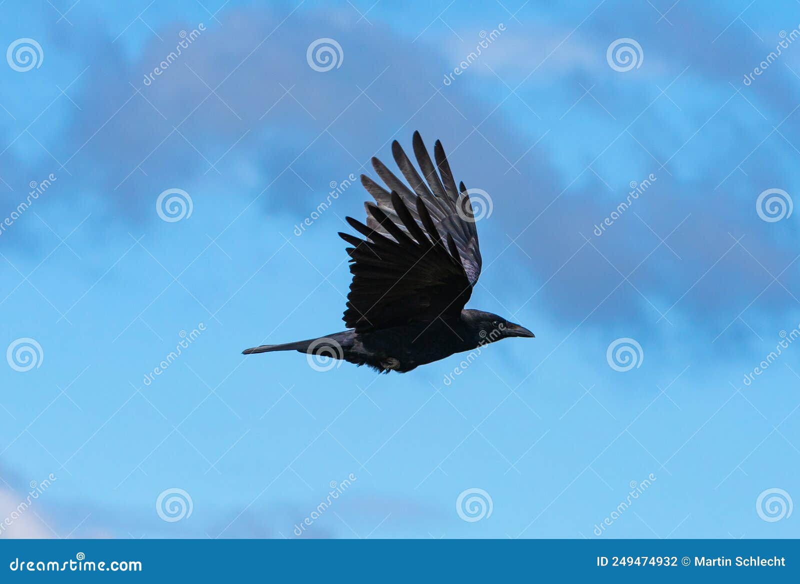 Crow flying in blue sky stock photo. Image of black - 249474932