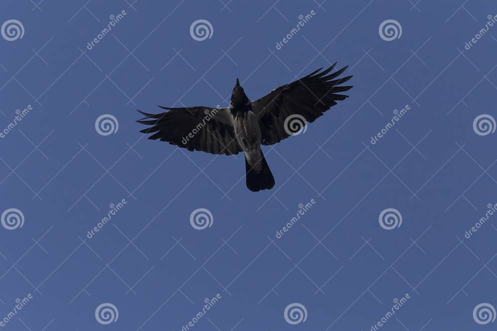 Crow Flying in a Clear Blue Sky Stock Photo - Image of feathered, fauna ...