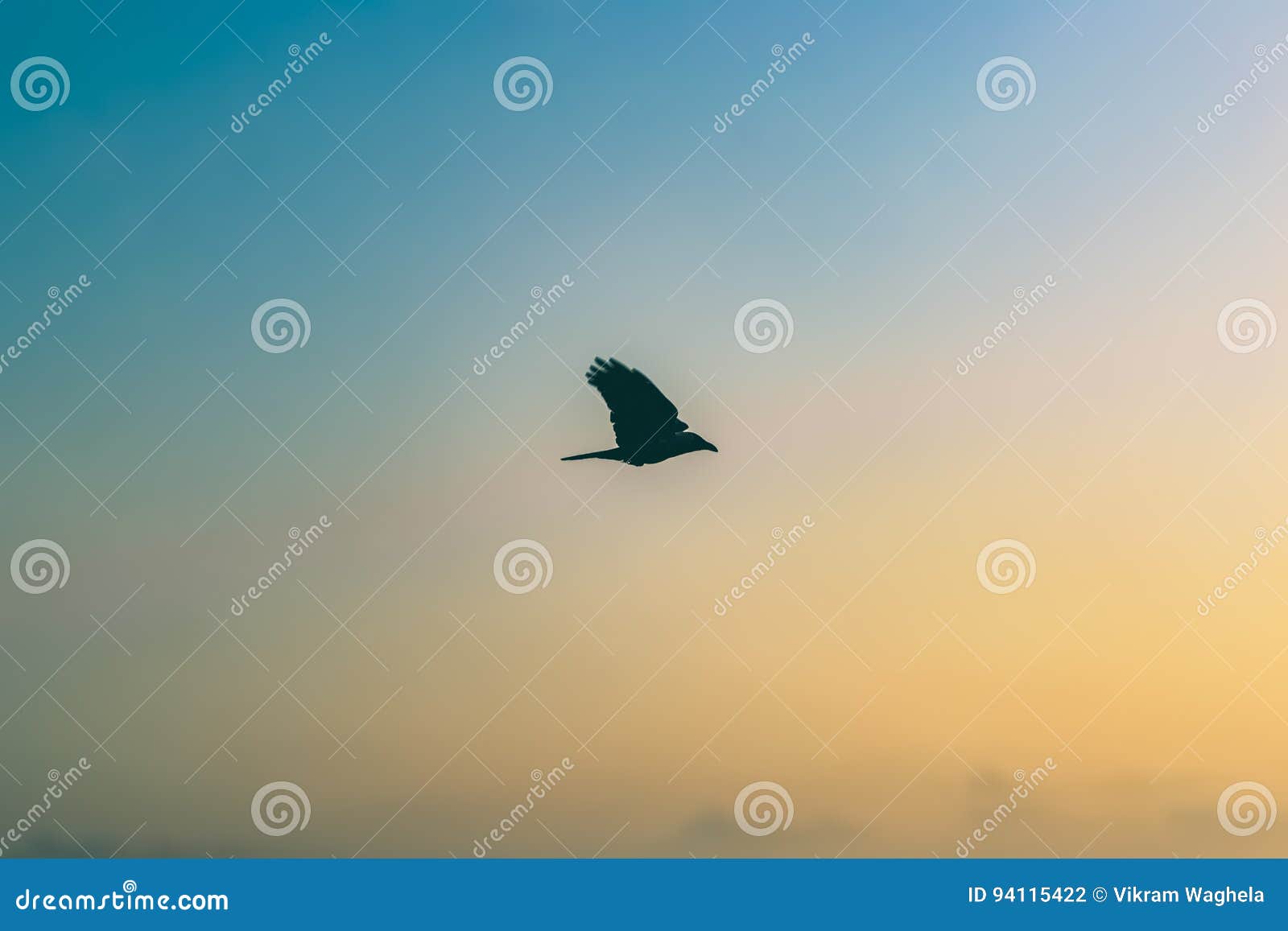 A Crow Flying stock photo. Image of flamingo, color, colorful - 94115422